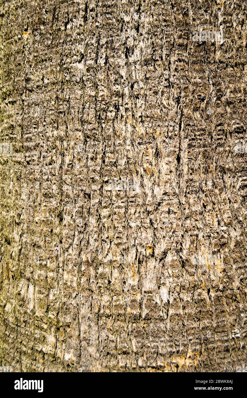 Palm bark texture hi-res stock photography and images - Alamy