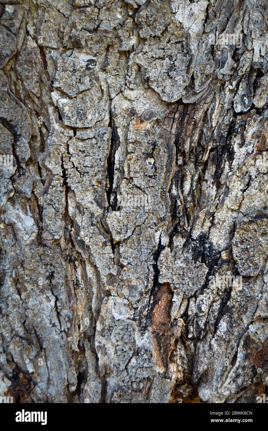 Old tree bark texture detail, background bark texture close up Stock ...