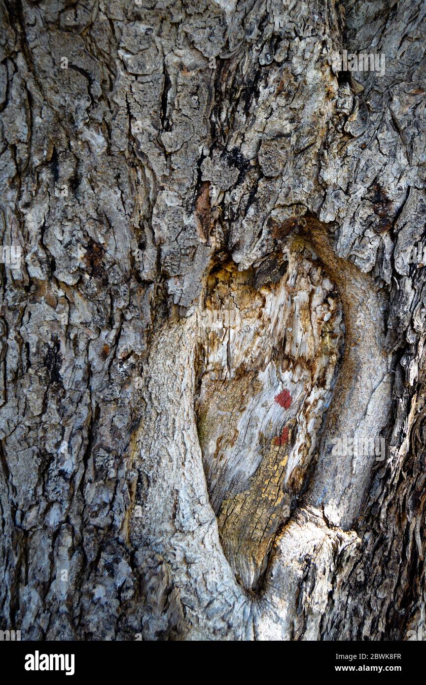 Old tree bark texture detail, background bark texture close up Stock ...