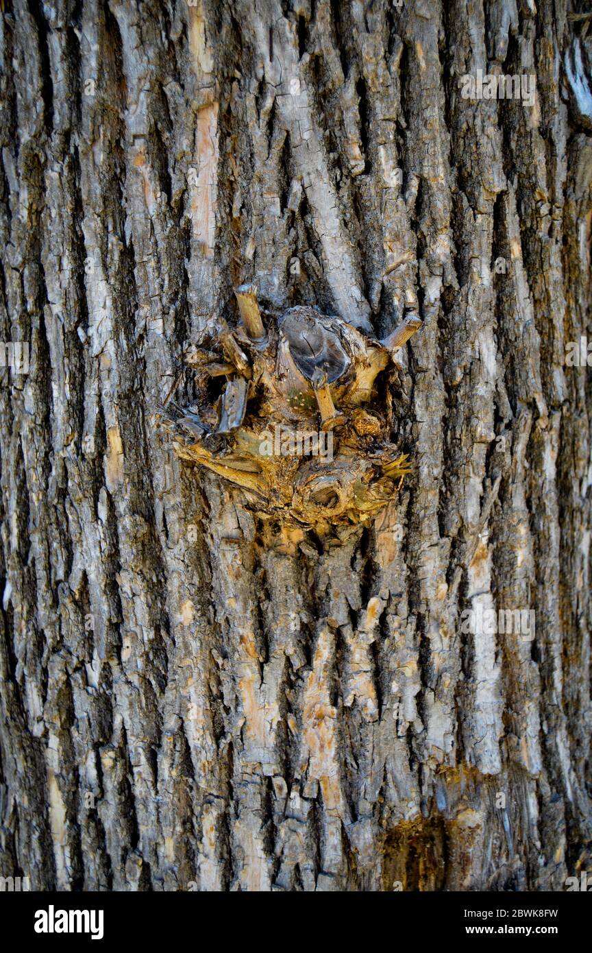Old tree bark texture detail, background bark texture close up Stock ...