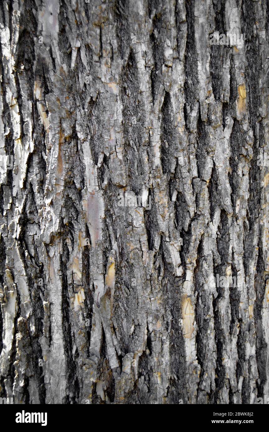 Old tree bark texture detail, background bark texture close up Stock ...