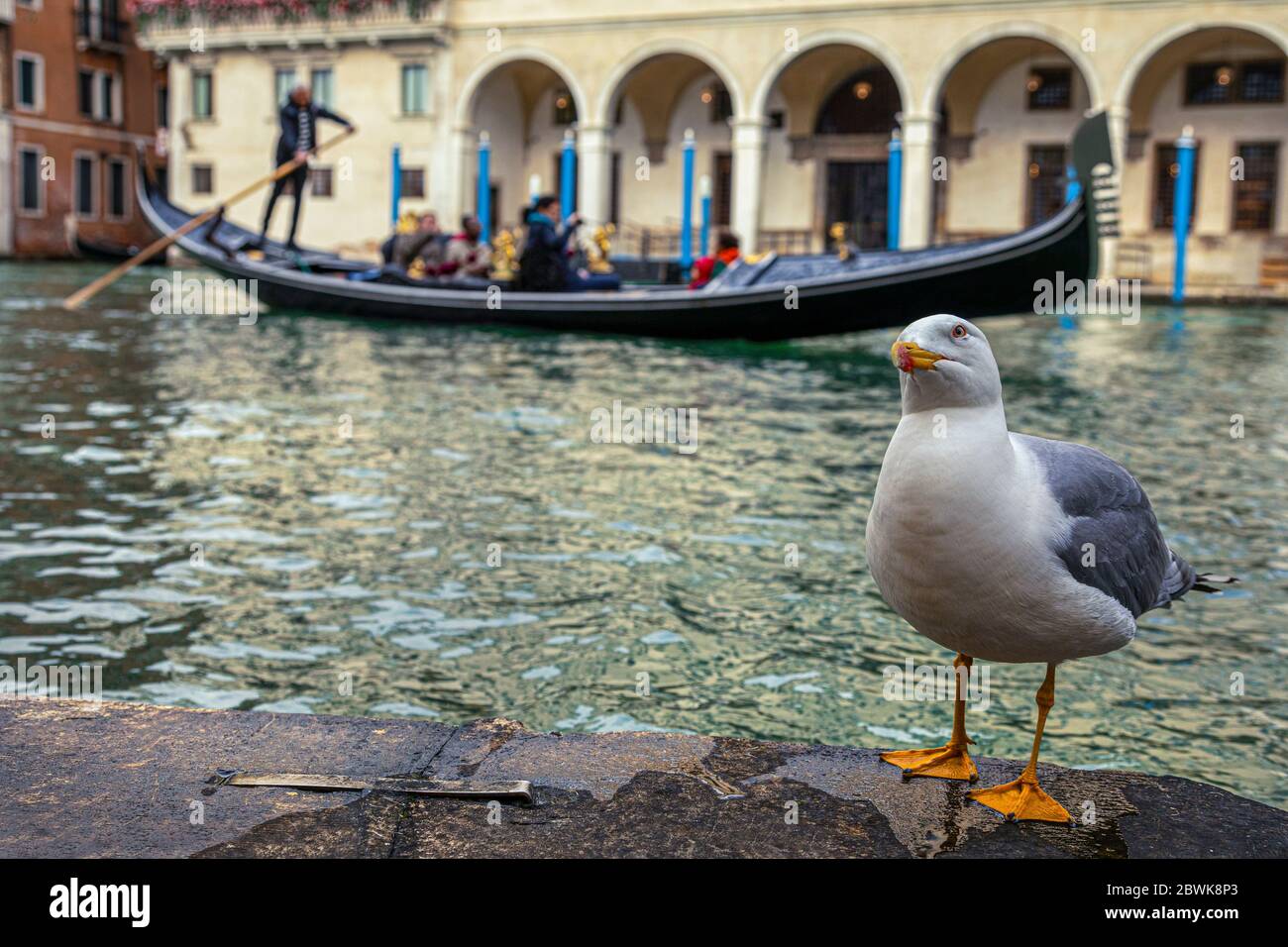 Italy Veneto Venice - Seagull Stock Photo - Alamy