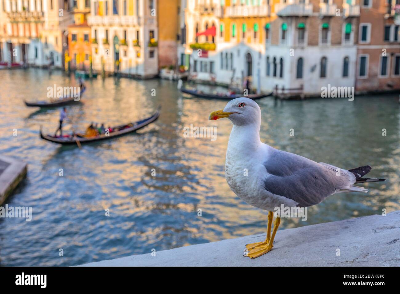 Italy Veneto Venice - Seagull Stock Photo - Alamy
