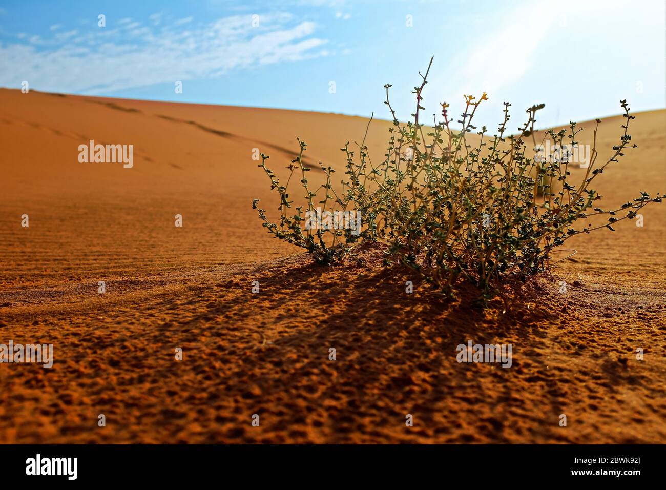 A growing shrub plant on a dry barren desert. Plant survival and ...