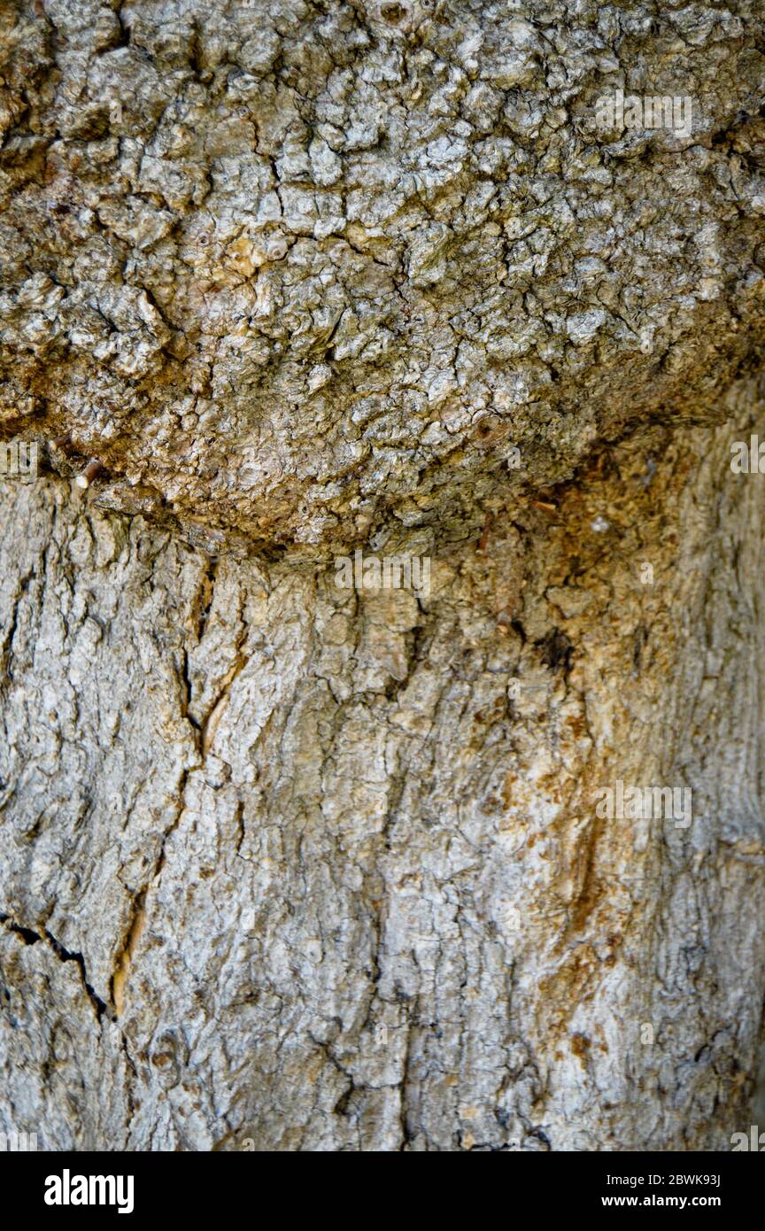 Old tree bark texture detail, background bark texture close up Stock ...