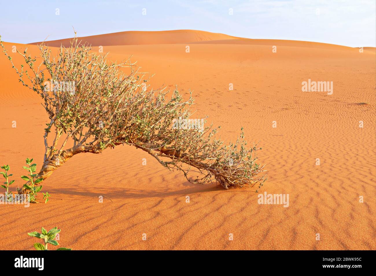 Dahna desert hi-res stock photography and images - Alamy