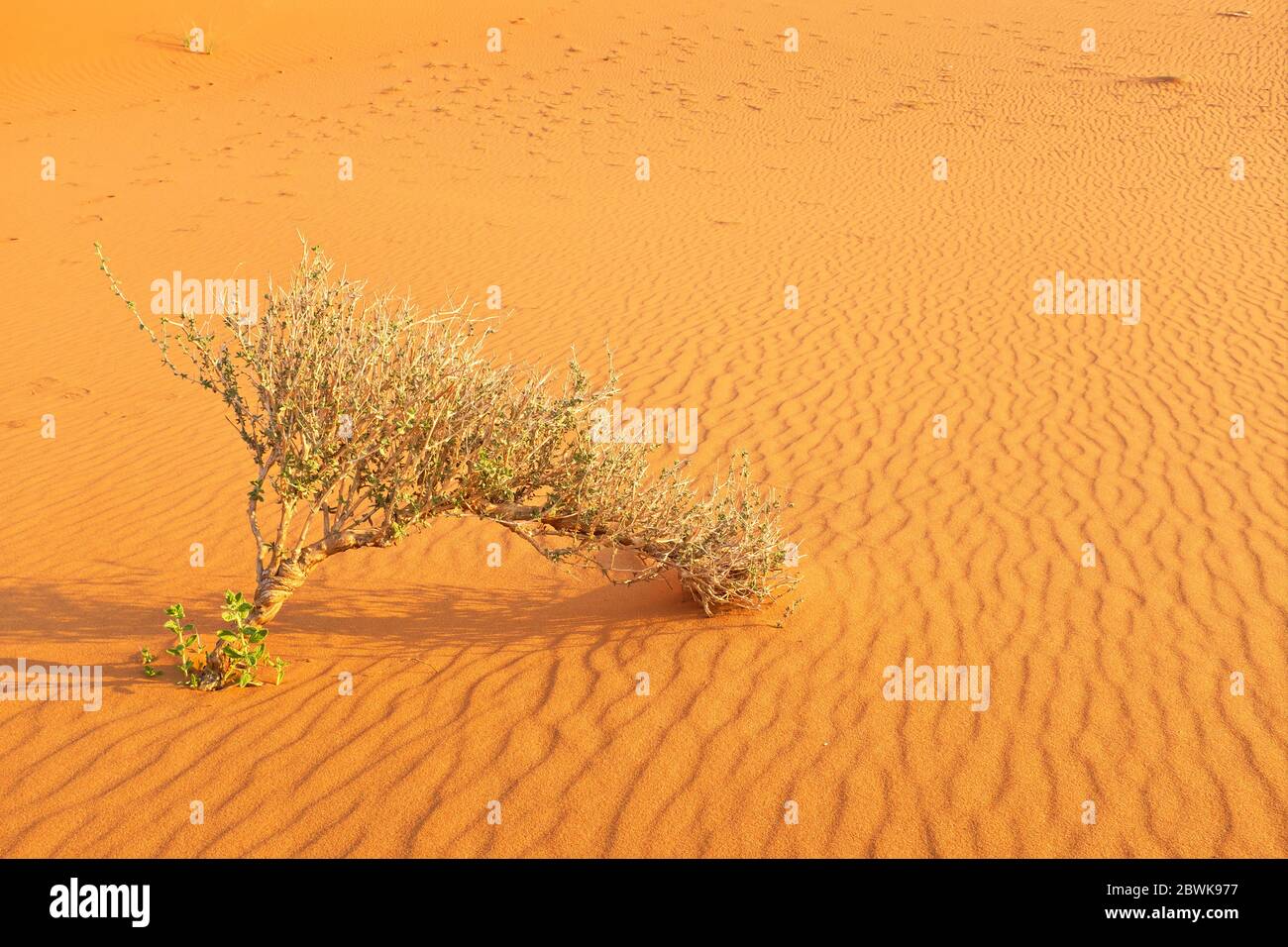 A growing shrub plant on a dry barren desert. Plant survival and ...