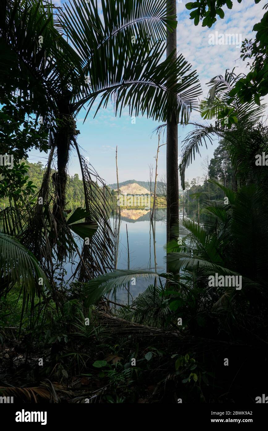 Trees in a tropical forest High Resolution Stock Photography and Images ...