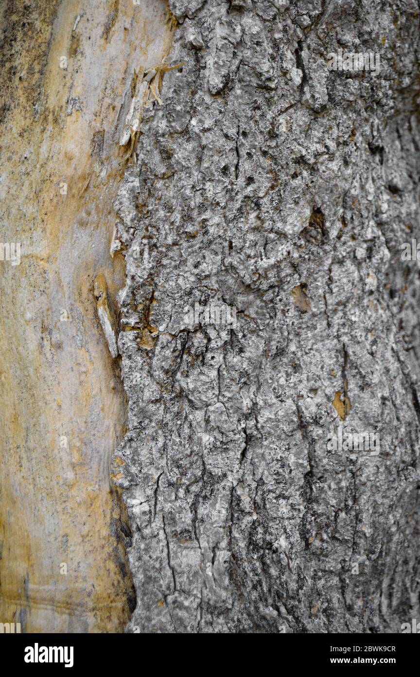 Old tree bark texture detail, background bark texture close up Stock ...