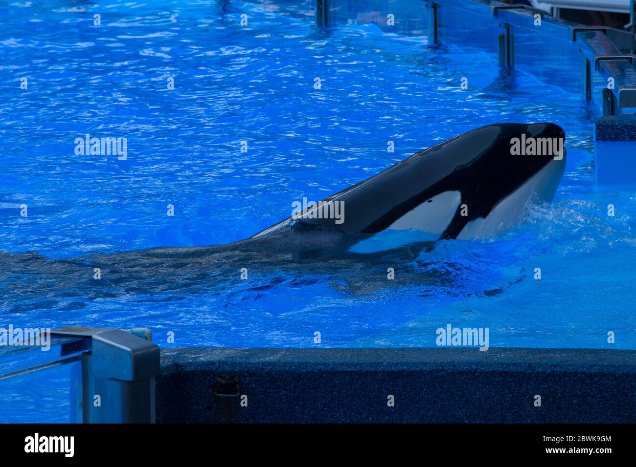 Killer whale fin captivity hi-res stock photography and images - Alamy