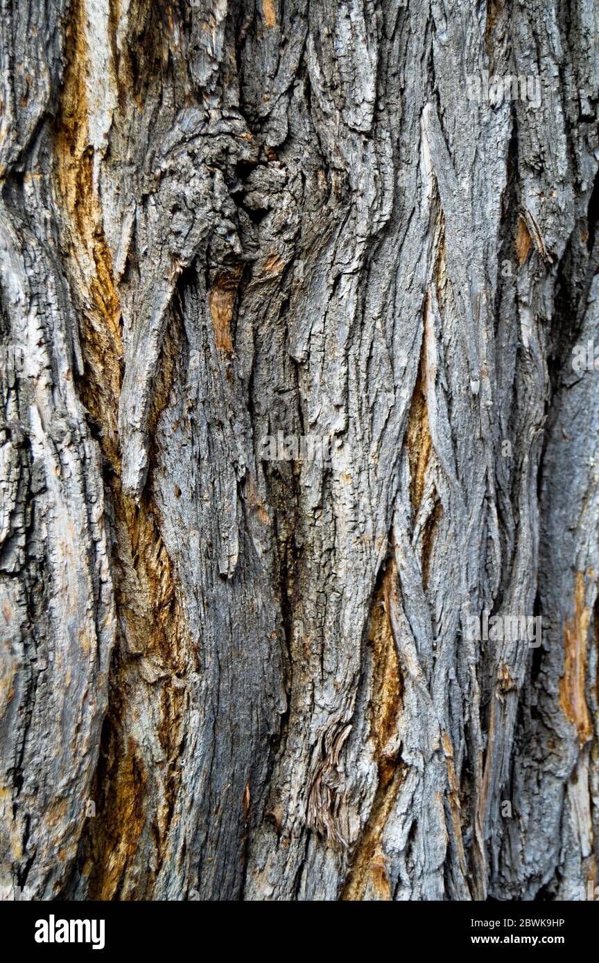Acacia Tree Bark