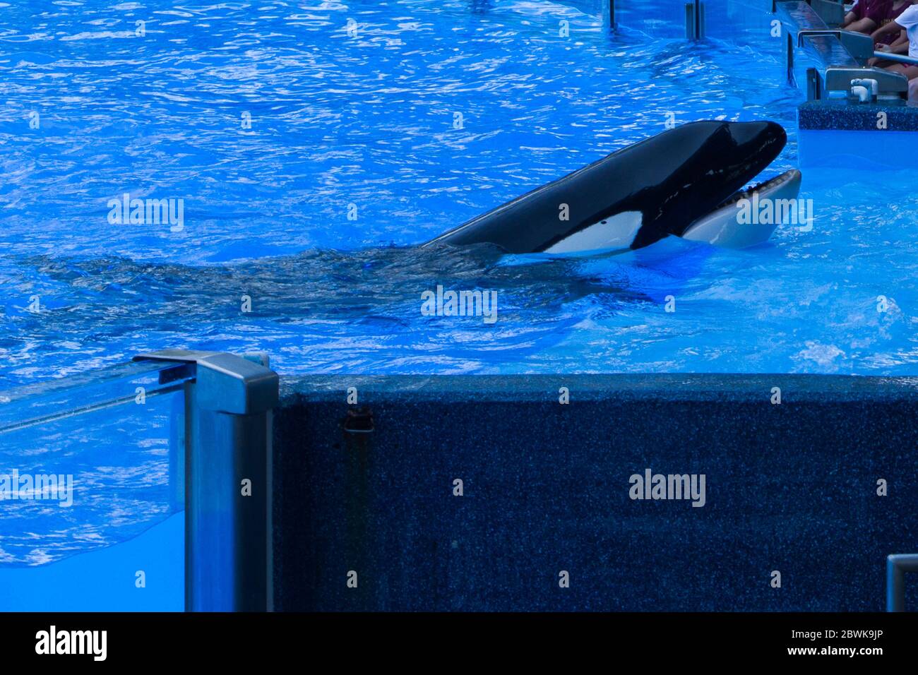 Orca performance show hi-res stock photography and images - Alamy