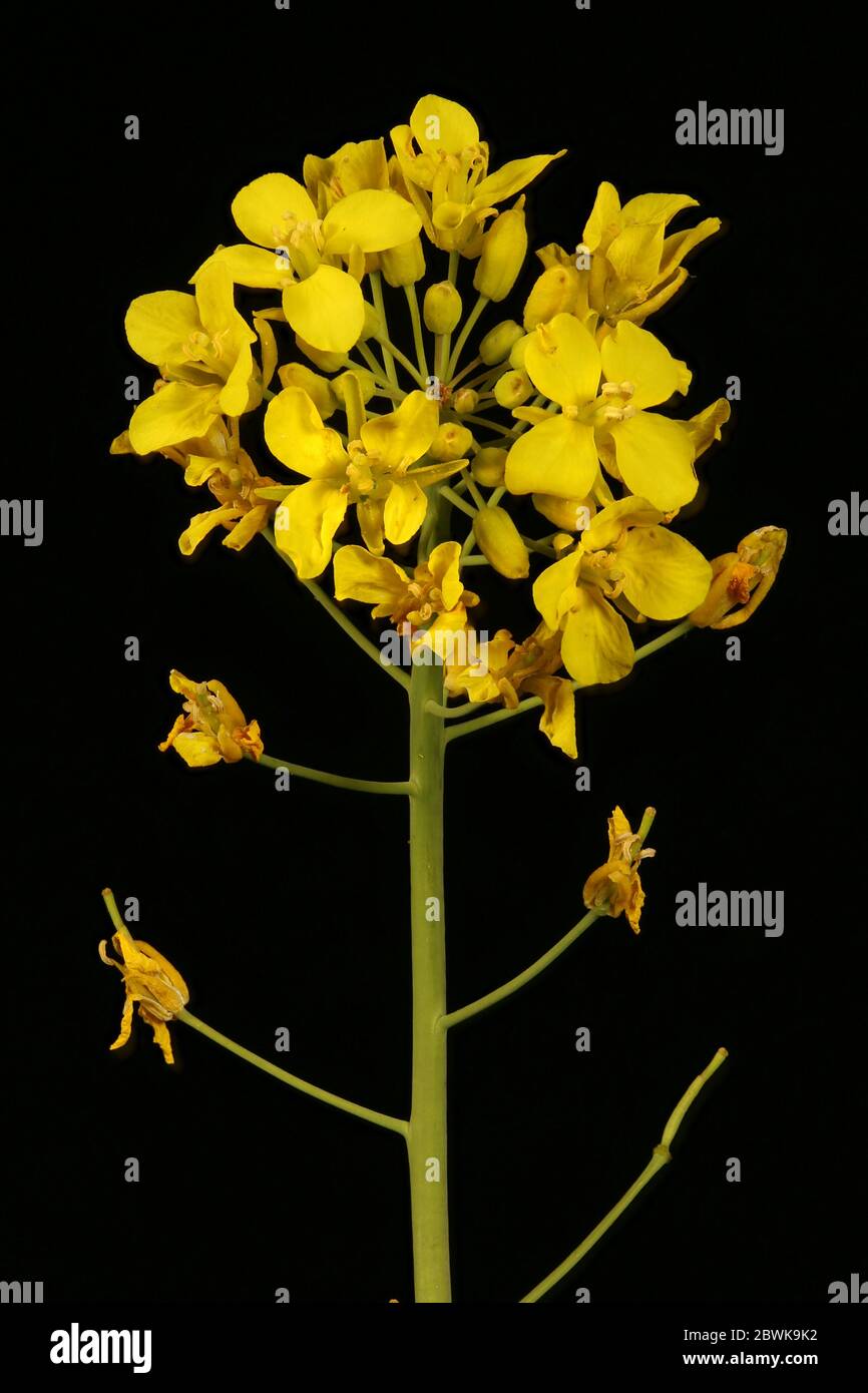 Turnip Rape (Brassica rapa). Inflorescence Detail Closeup Stock Photo ...