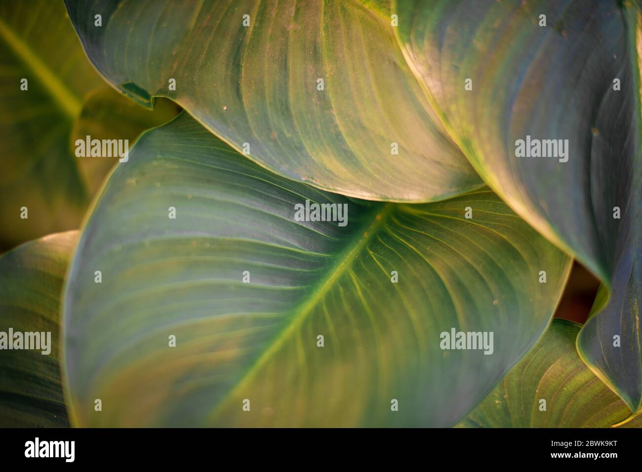 Plants leaf shot up closely from directly above Stock Photo - Alamy