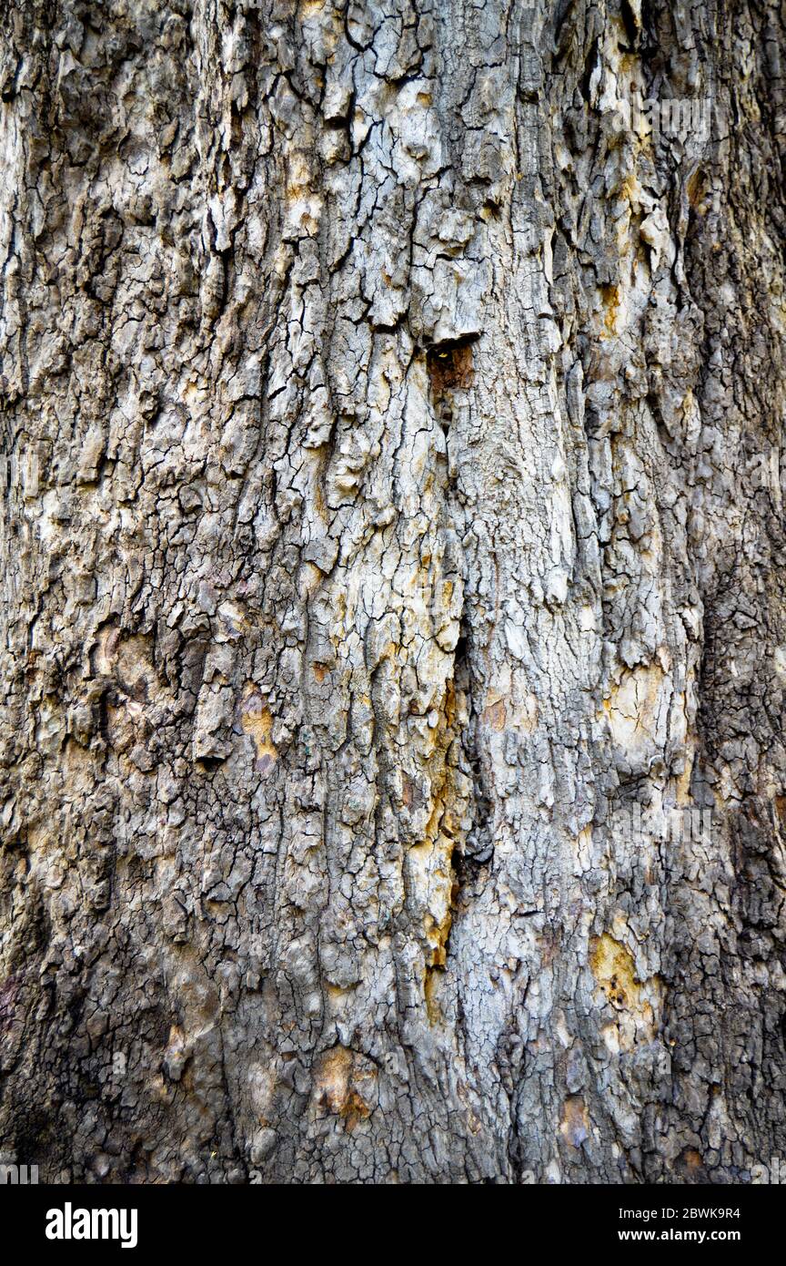 Old tree bark texture detail, background bark texture close up Stock ...