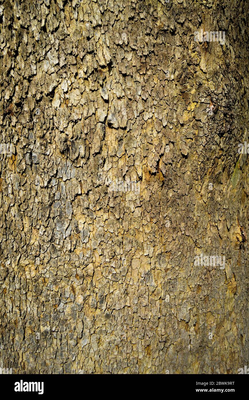 Old tree bark texture detail, background bark texture close up Stock ...