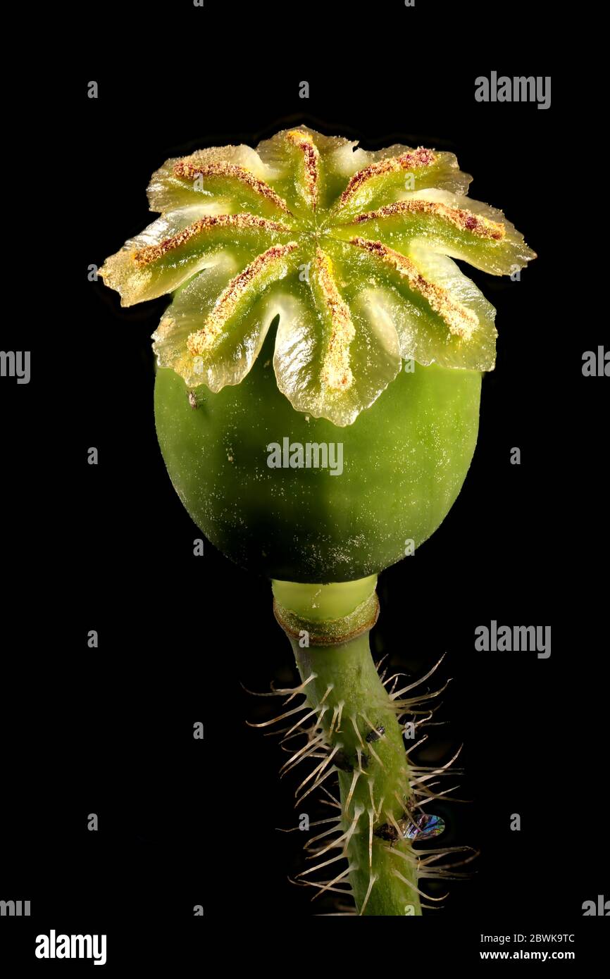 Opium poppy (Papaver somniferum). Young Fruit Closeup Stock Photo - Alamy