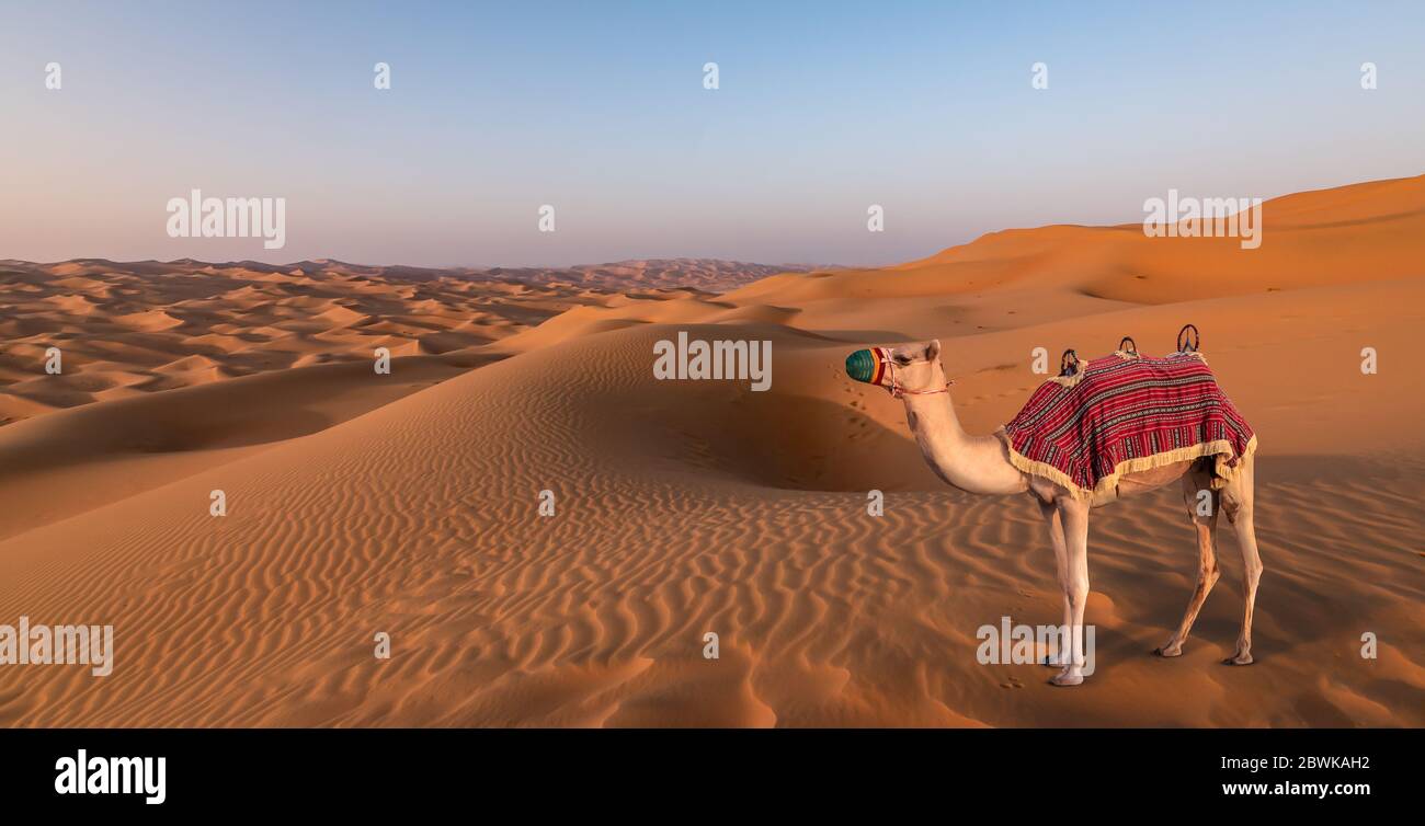 Dubai desert safari camel hi-res stock photography and images - Alamy