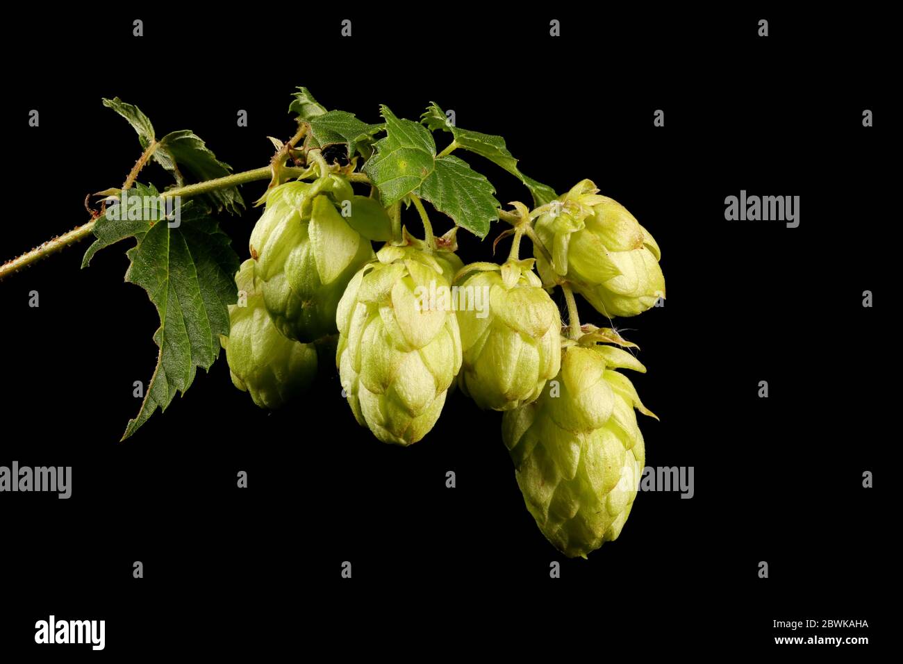 Humulus lupulus botanical illustration hi-res stock photography and ...