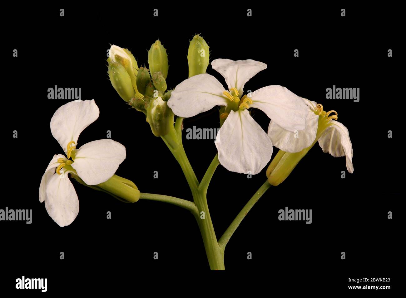 Raphanus sativus botanical illustration hi-res stock photography and ...