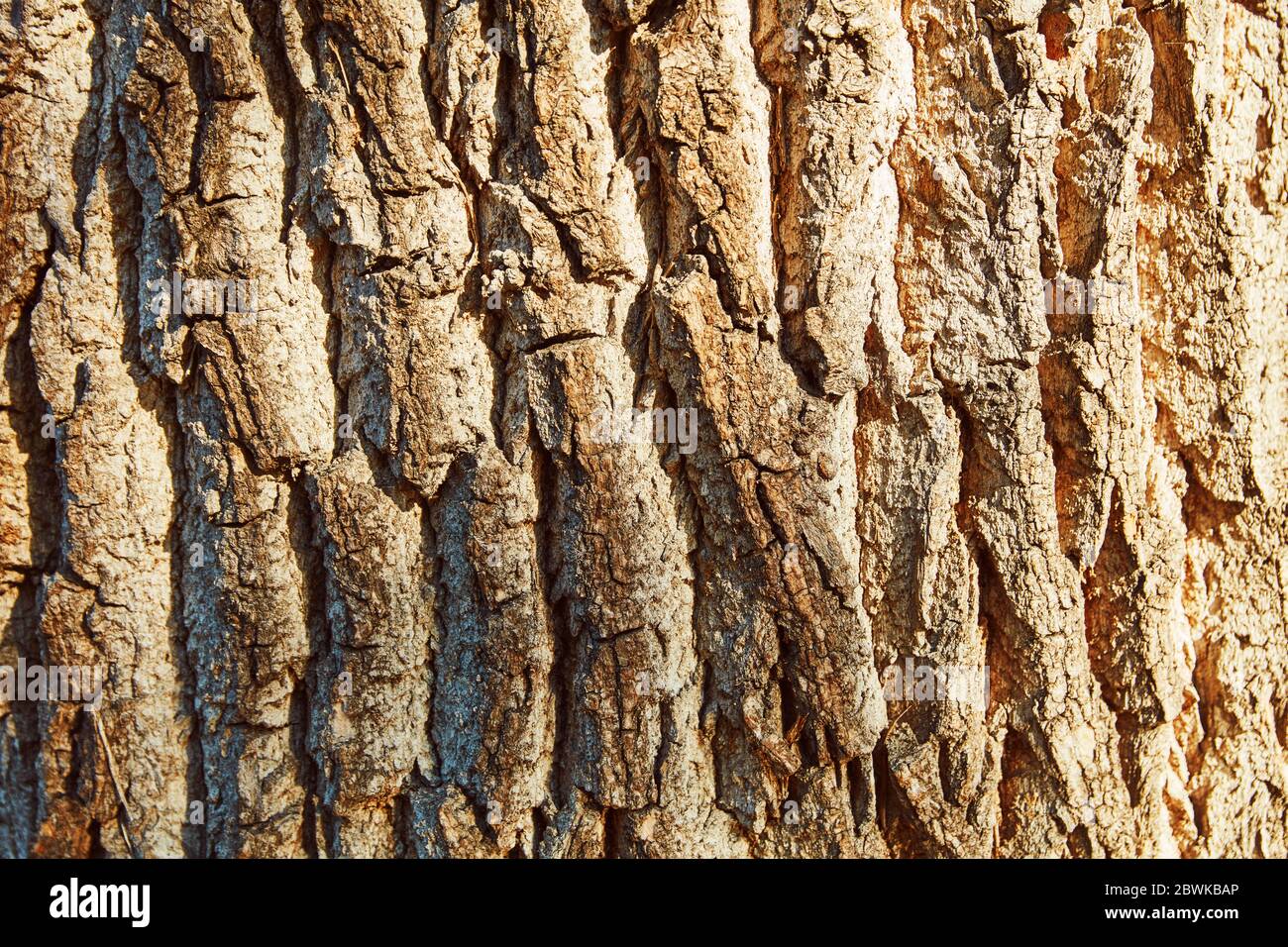 Grain of old tree bark as close-up for texture background Stock Photo ...