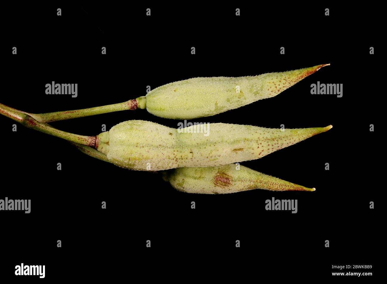 Raphanus sativus botanical illustration hi-res stock photography and ...