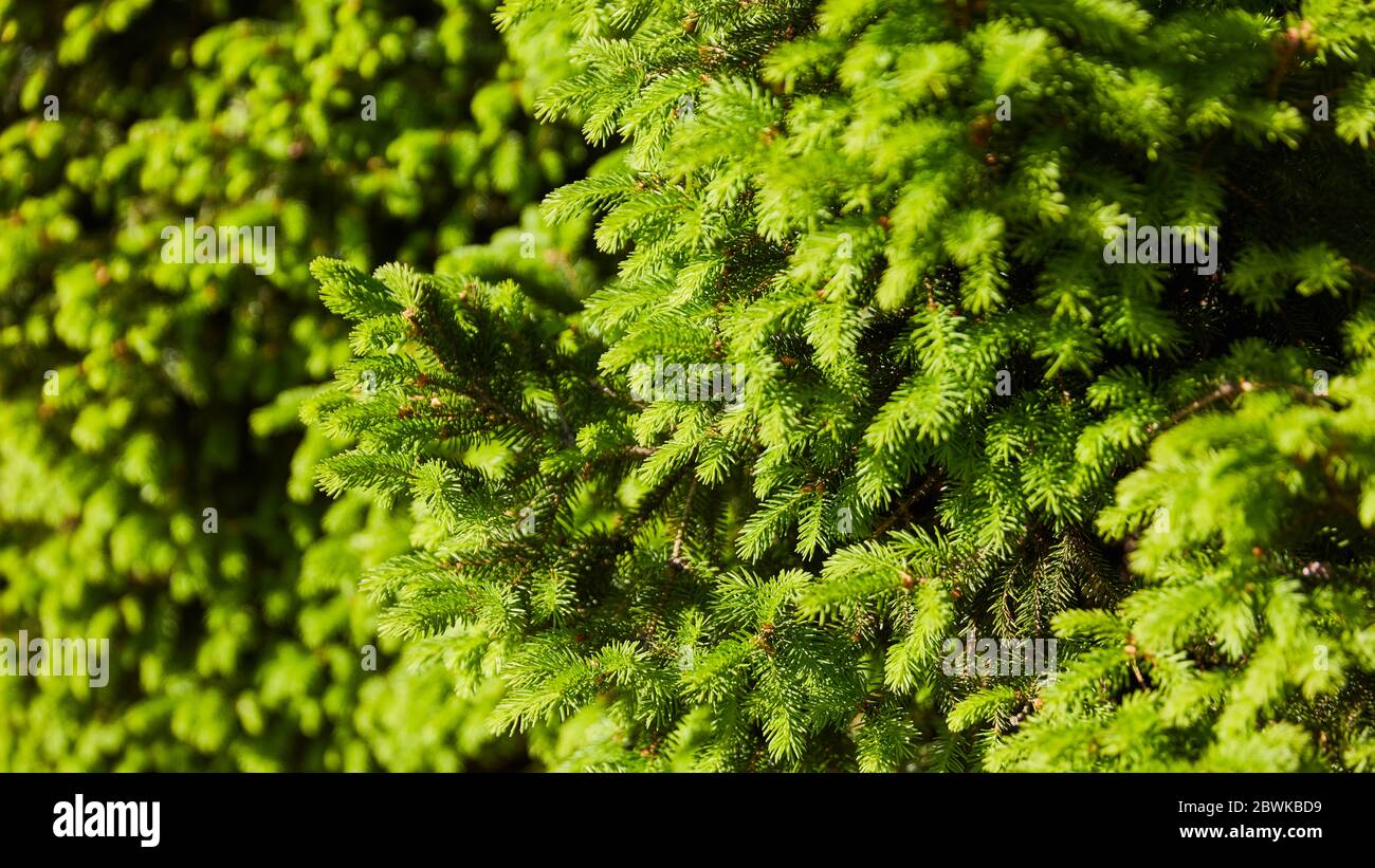 Conifer texture hi-res stock photography and images - Alamy
