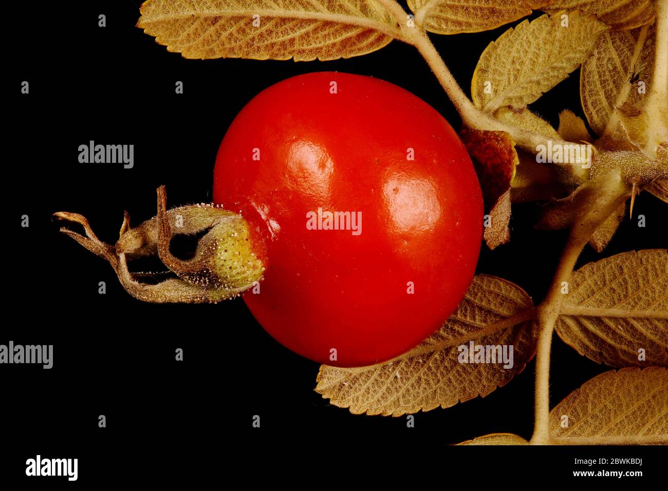 Japanese Rose Rosa Rugosa High Resolution Stock Photography and Images ...