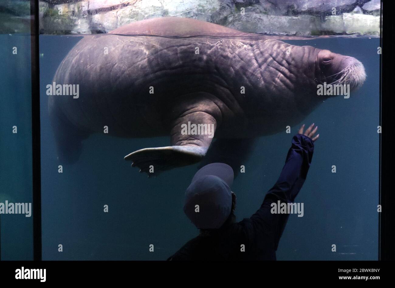 Yokohama, Japan. 2nd June, 2020. A visitor watches a walrus swimming in ...