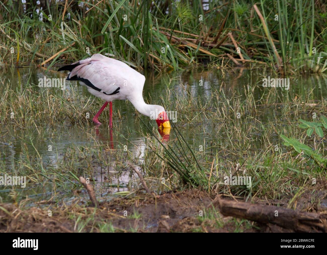 A Yellow-billed Stork feeds in the shallows that fringe Lake George ...