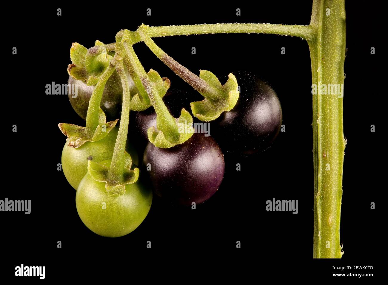 Black nightshade solanum hi-res stock photography and images - Alamy