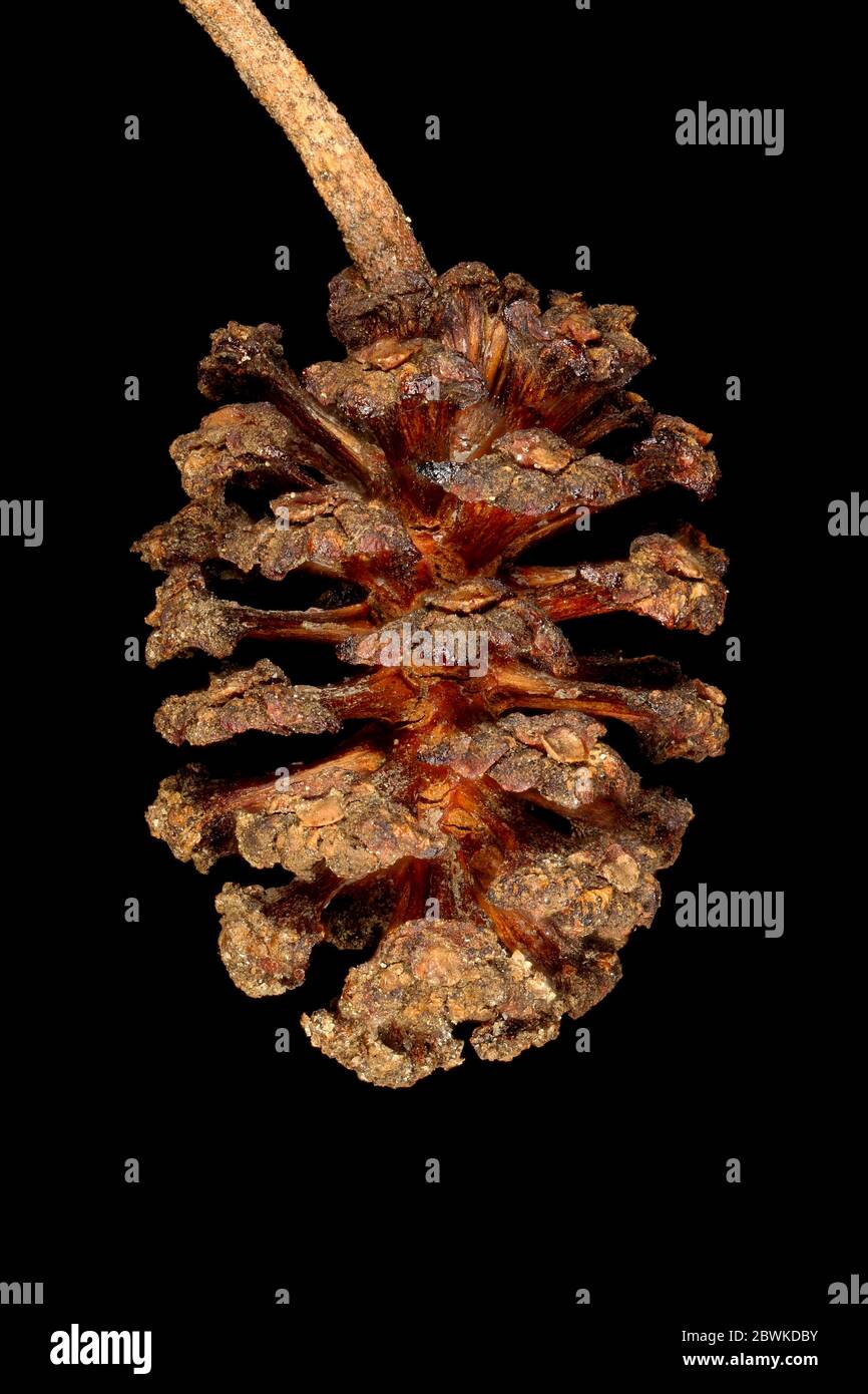 Alnus glutinosa fruit hi-res stock photography and images - Alamy
