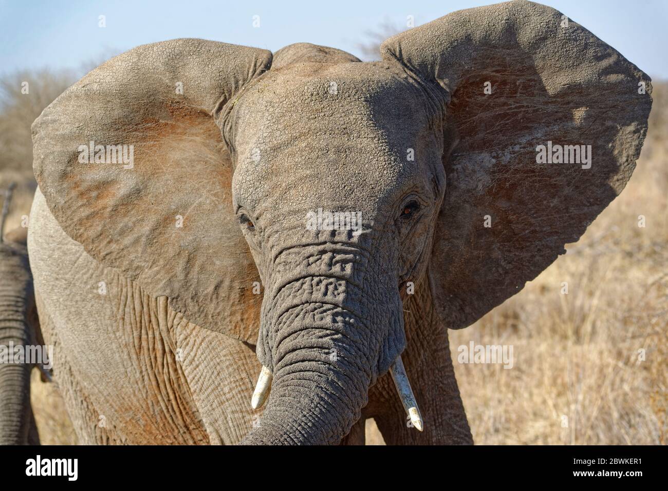 A Young Aggressive Female Elephant displaying warning signals and about ...