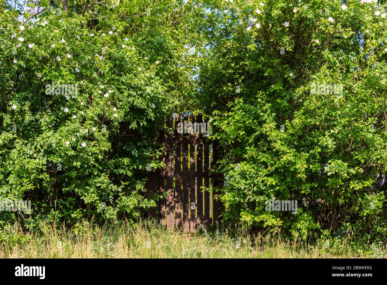 Overgrown garden gate hi-res stock photography and images - Alamy