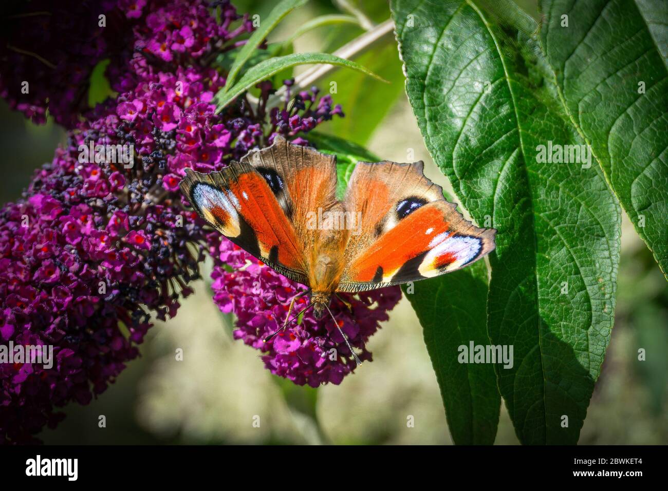 The Peacock butterfly's spectacular pattern of eyespots evolved to ...