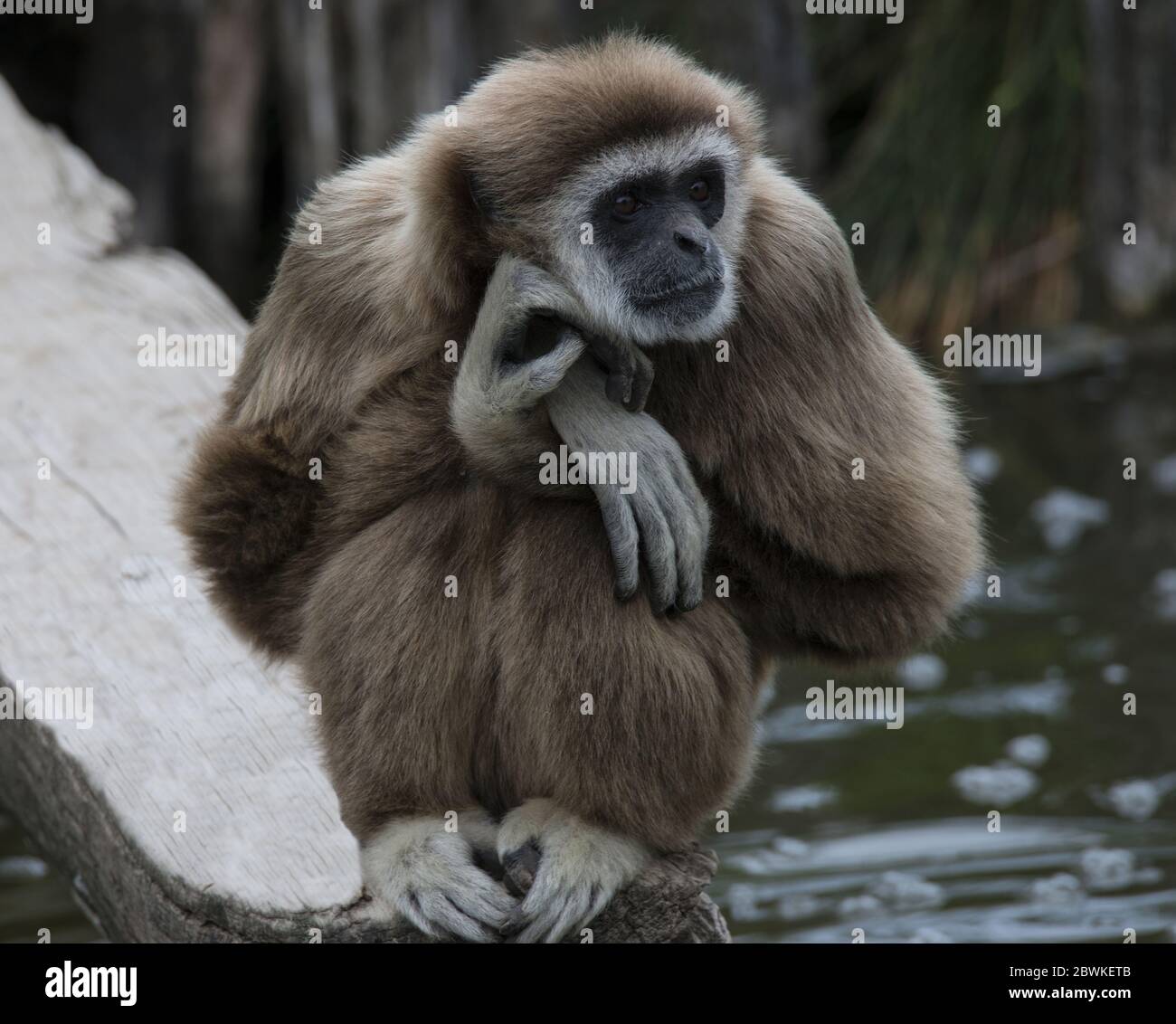 Lignano zoo hi-res stock photography and images - Alamy