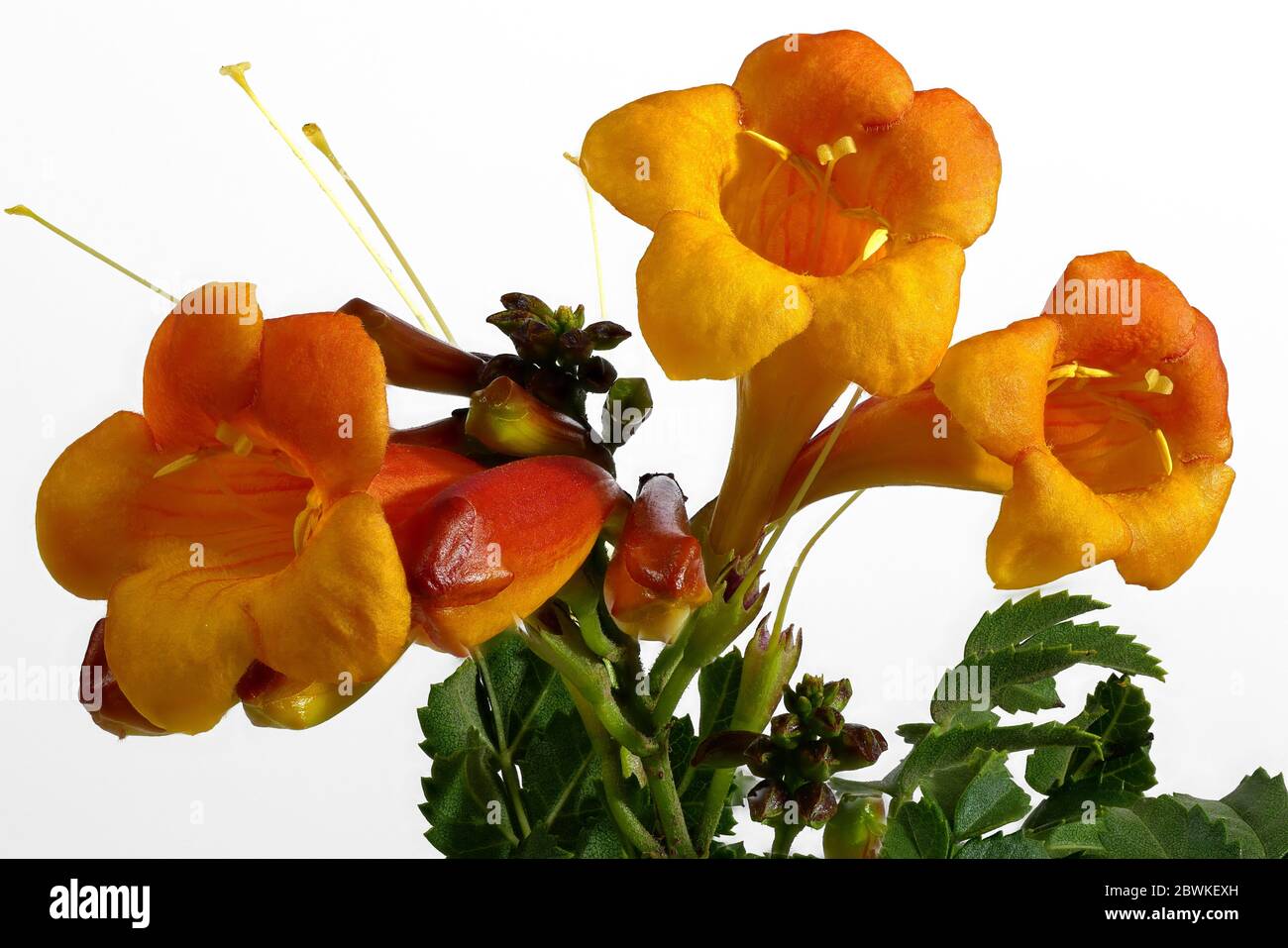 Orange, yellow blossom, Tecoma capensis, on white background, macro ...