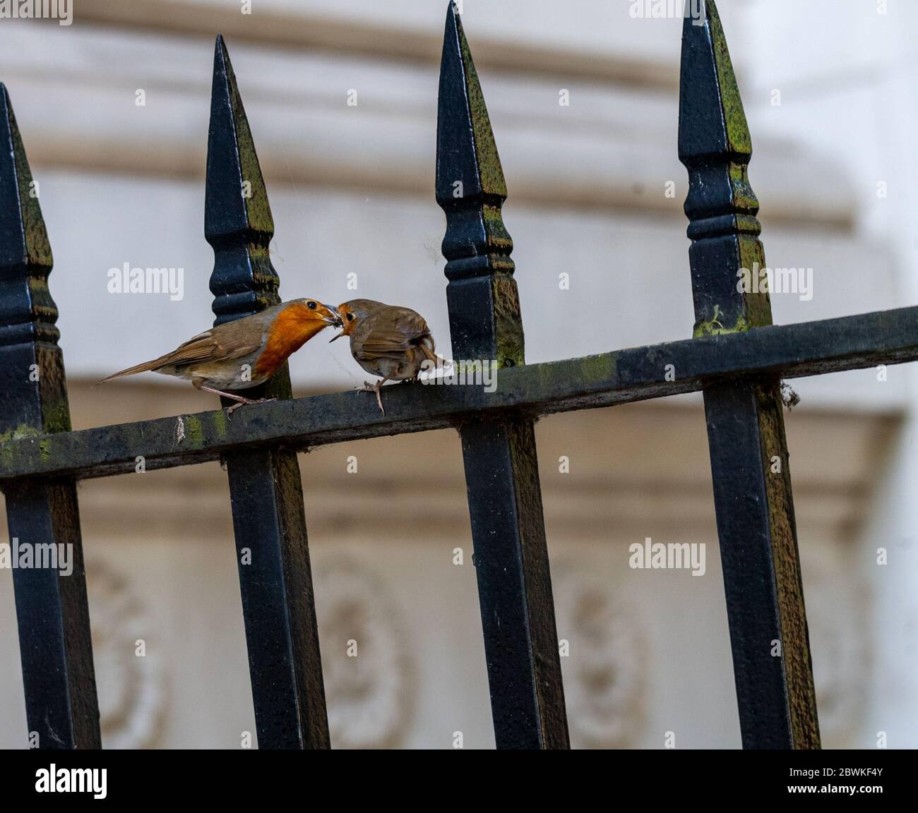 Two robins in downing street hi-res stock photography and images - Alamy