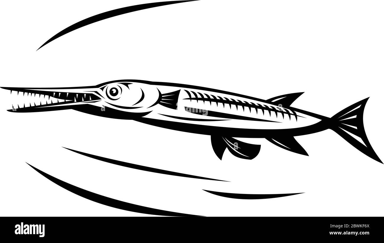 Retro style illustration of a Needlefish (family Belonidae) or long tom ...