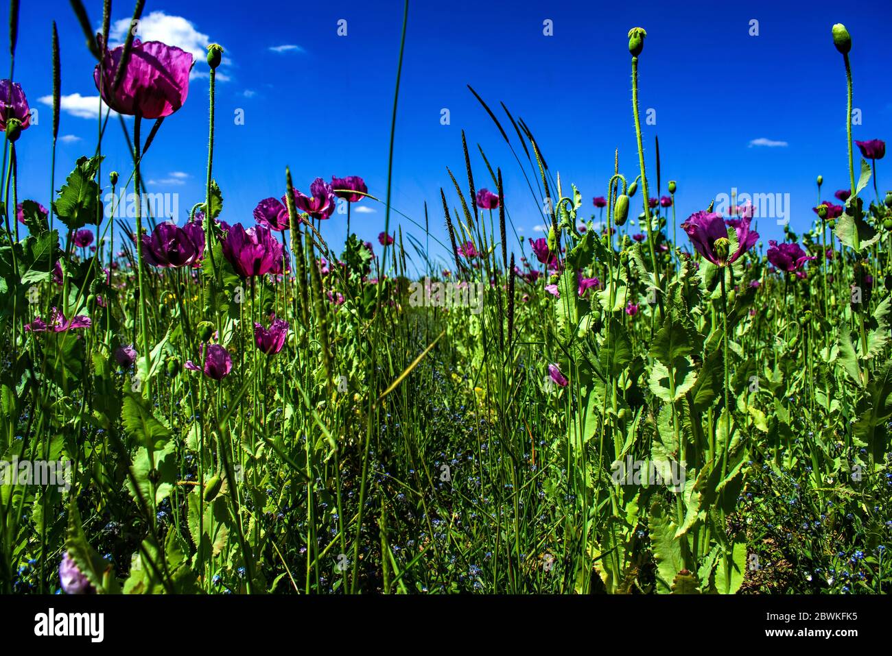 Purple poppy field hi-res stock photography and images - Alamy
