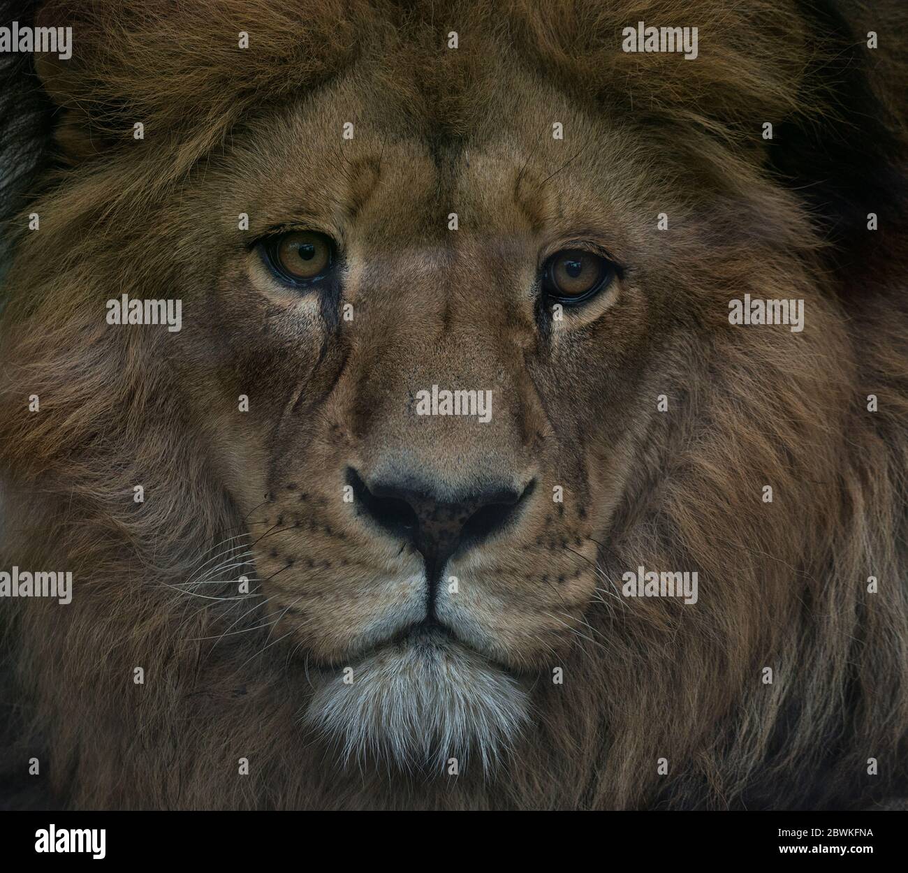 lion, zoo, lignano sabbiadoro, italy, parco zoo punta verde Stock Photo ...