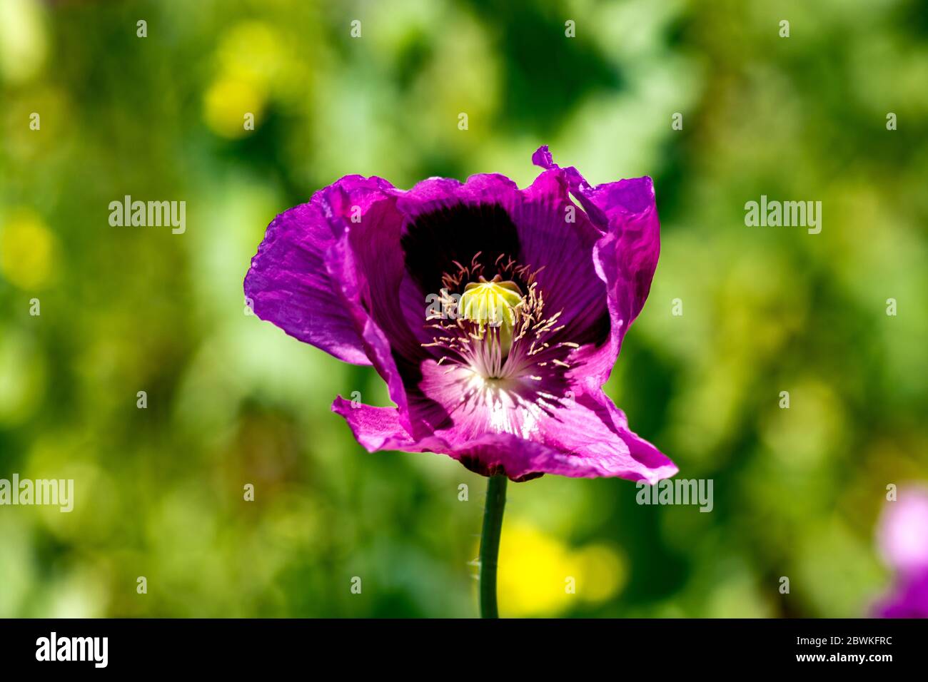 Purple poppy love Stock Photo - Alamy