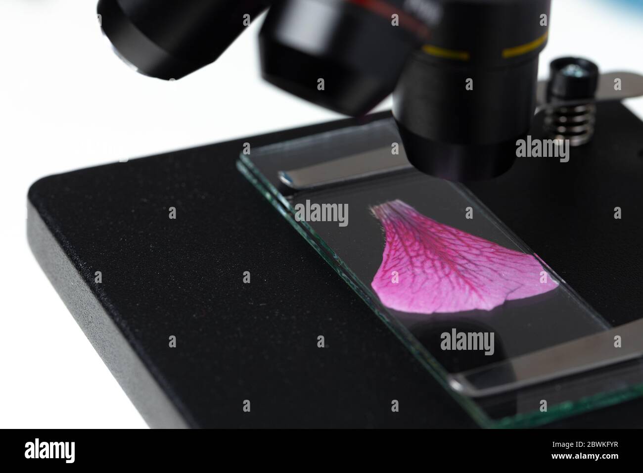 Pink flower leaf on a glass slide on a microscope Stock Photo - Alamy