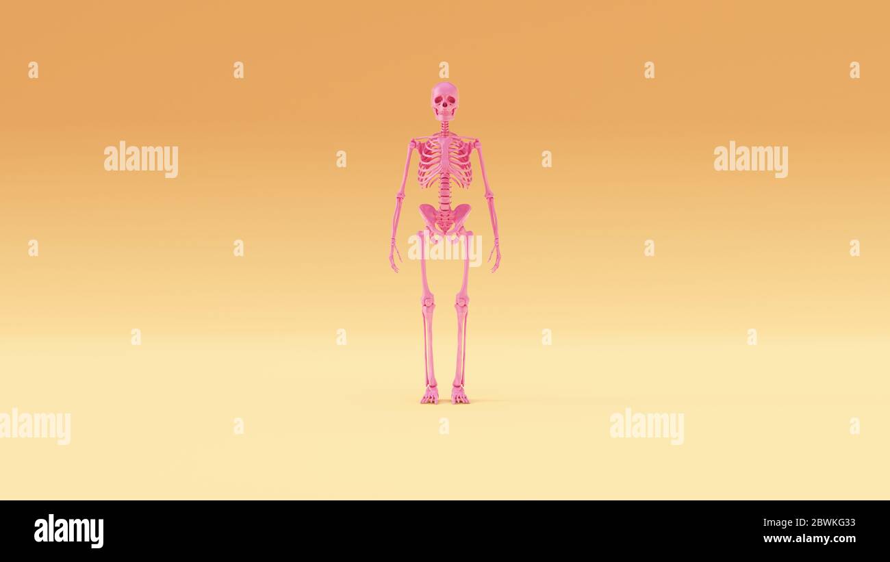 Anatomical muscles of the legs hi-res stock photography and images - Alamy