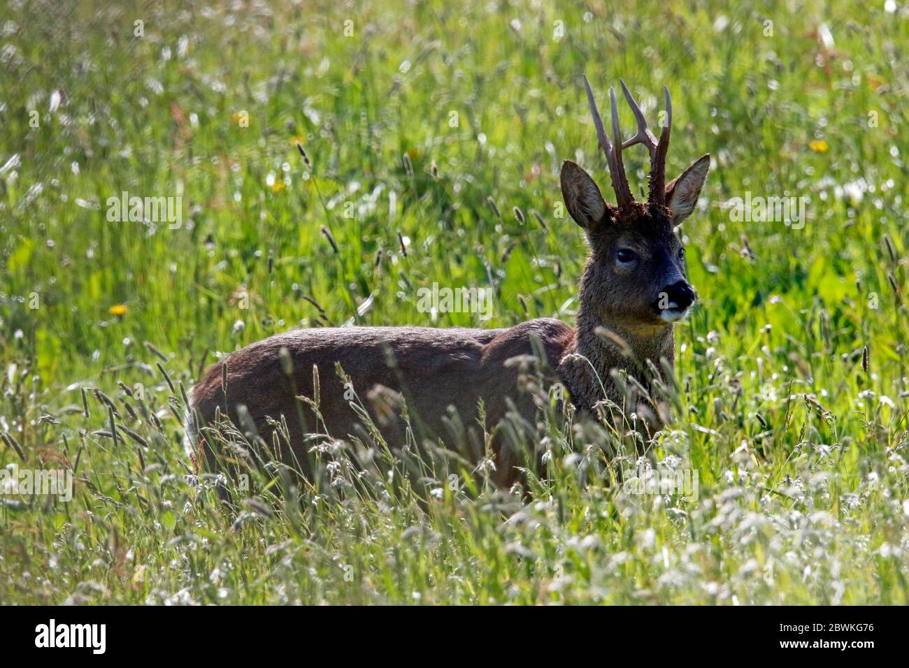 Male Roe Deer High Resolution Stock Photography and Images - Alamy