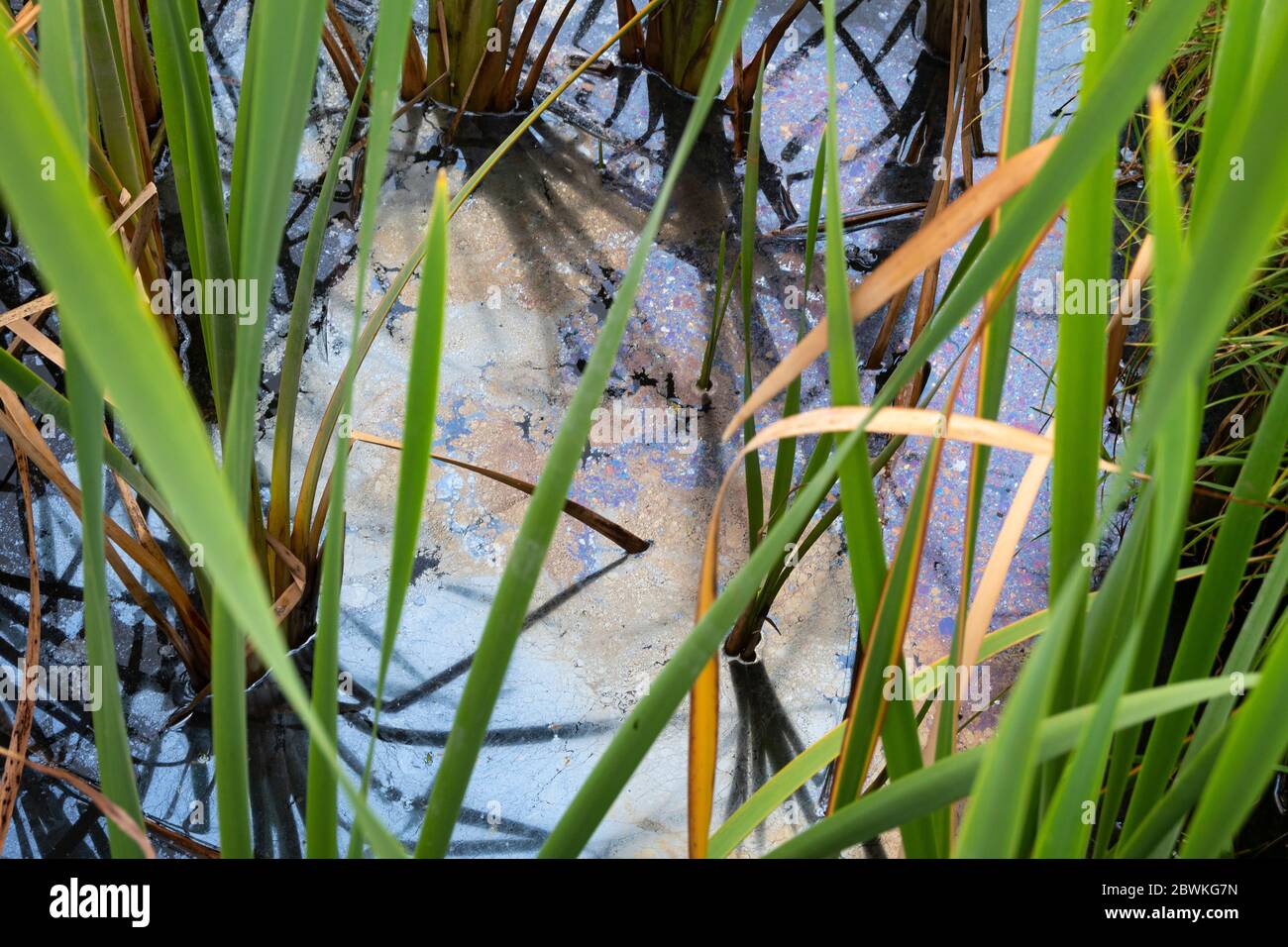 Oil pollution in wetland, Tauranga, North Island, New Zealand Stock ...