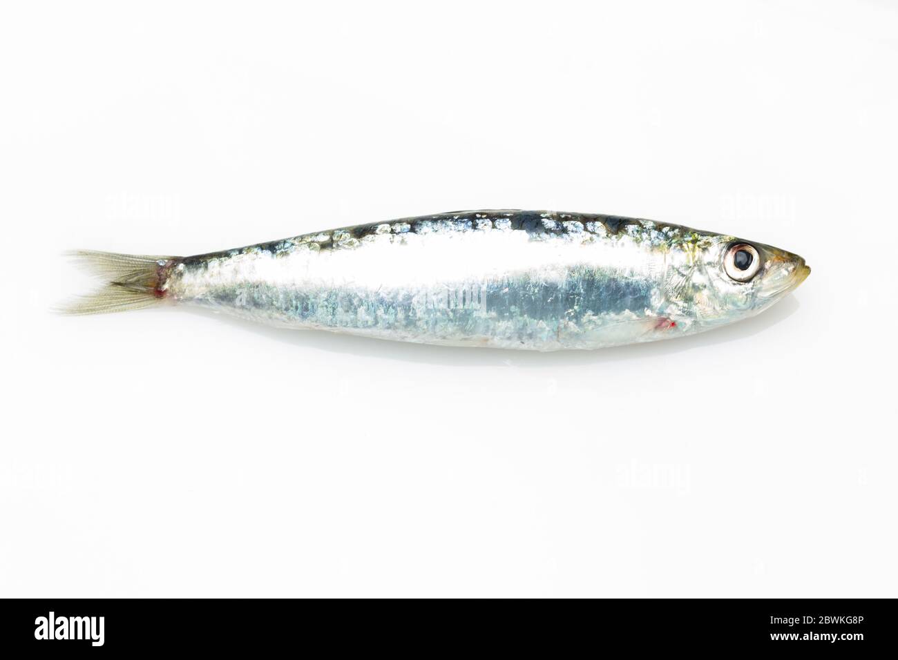 Sardine is a fish that is easily found in fishmongers, it is usually ...