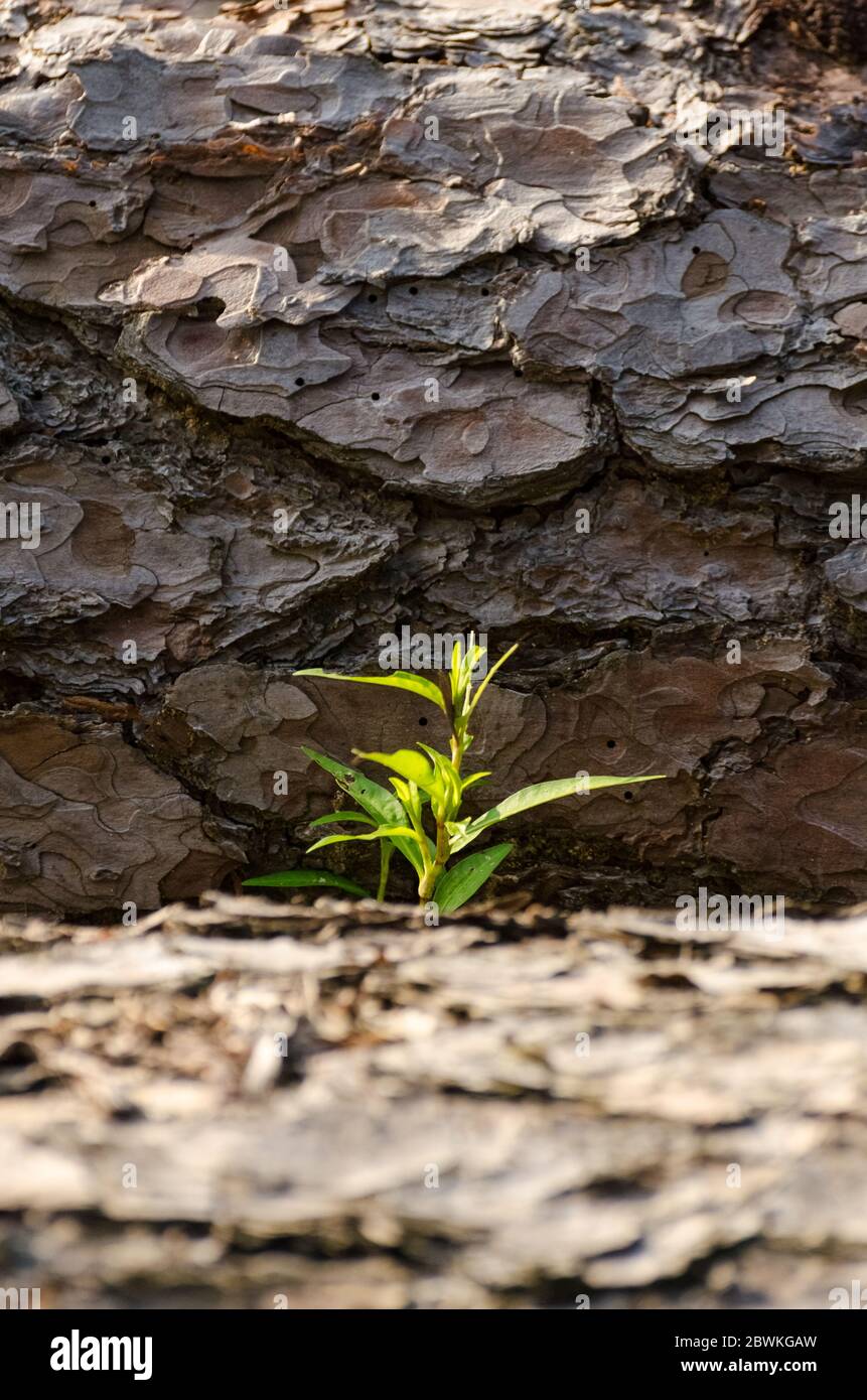Green plant growing between fallen or felled tree trunks in front of ...