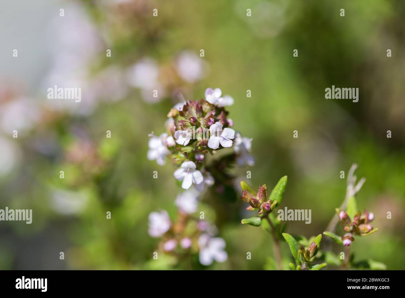 Thymus vulgaris common thyme hi-res stock photography and images - Alamy