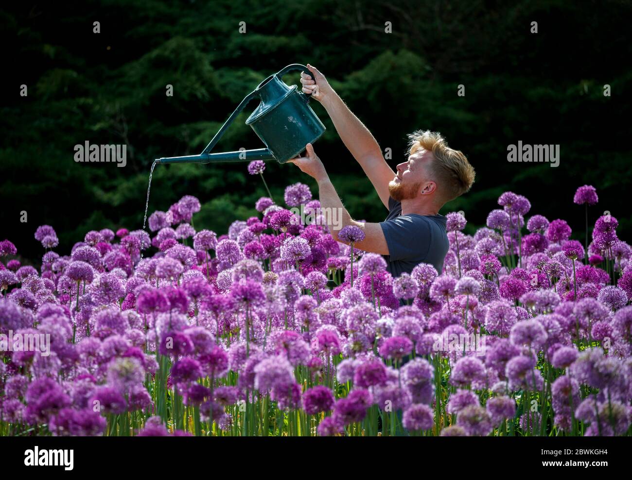Floral Team Leader Russ Watkins waters 8,000 purple alliums at RHS ...